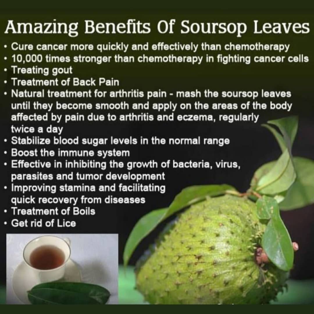 Dried Soursop Leaves (Corosol) - 50 Leaves – THE BETTER LIFE SHOP